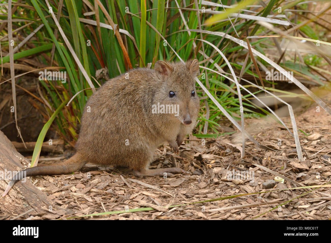 Long-nosed Potoroo Potorous tridactylus Photographed in Tasmania ...