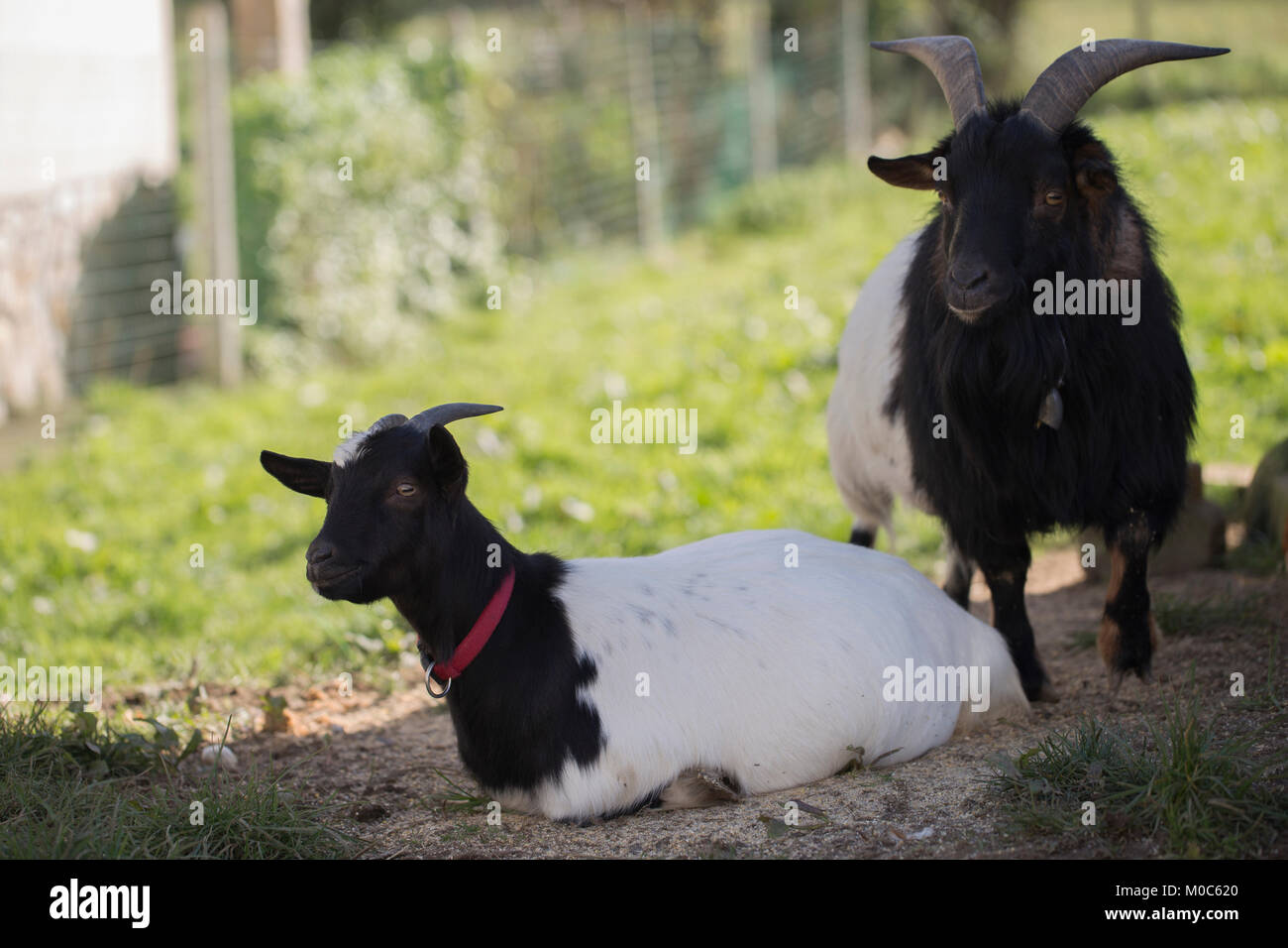 Couple of goats Stock Photo - Alamy