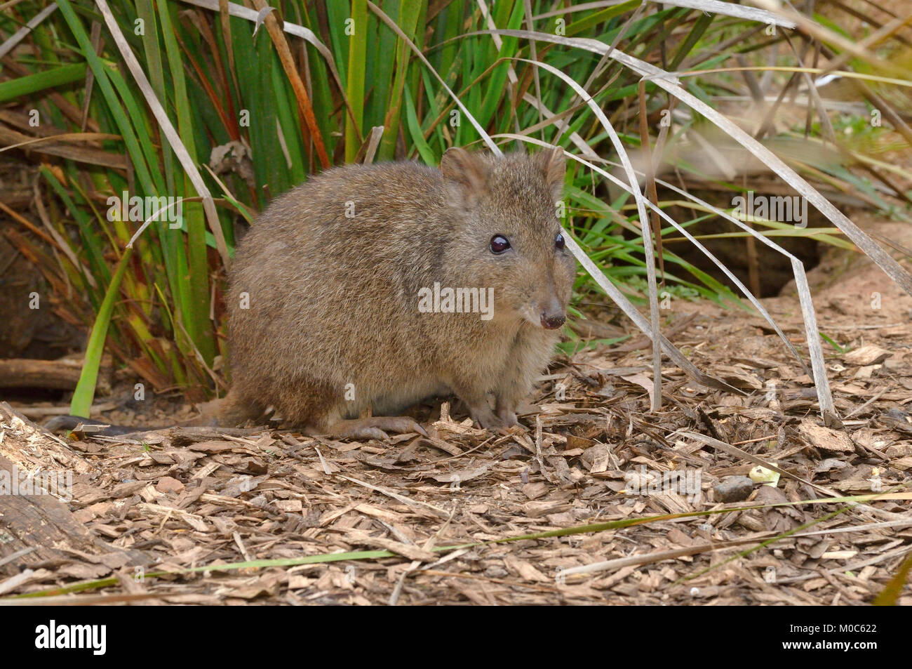 Long-nosed Potoroo Potorous tridactylus Photographed in Tasmania ...