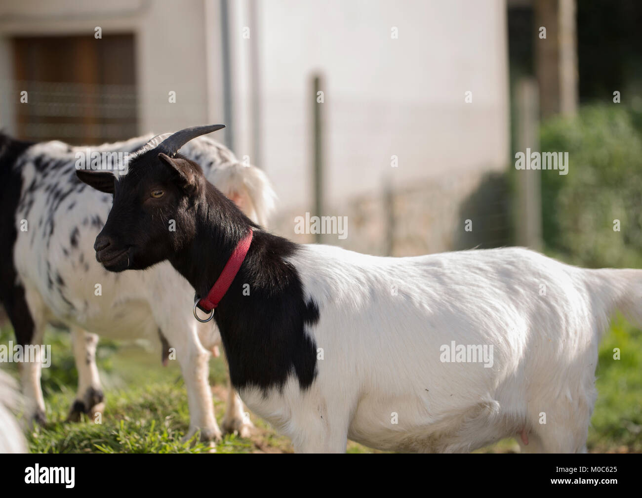 Female horn hi-res stock photography and images - Alamy