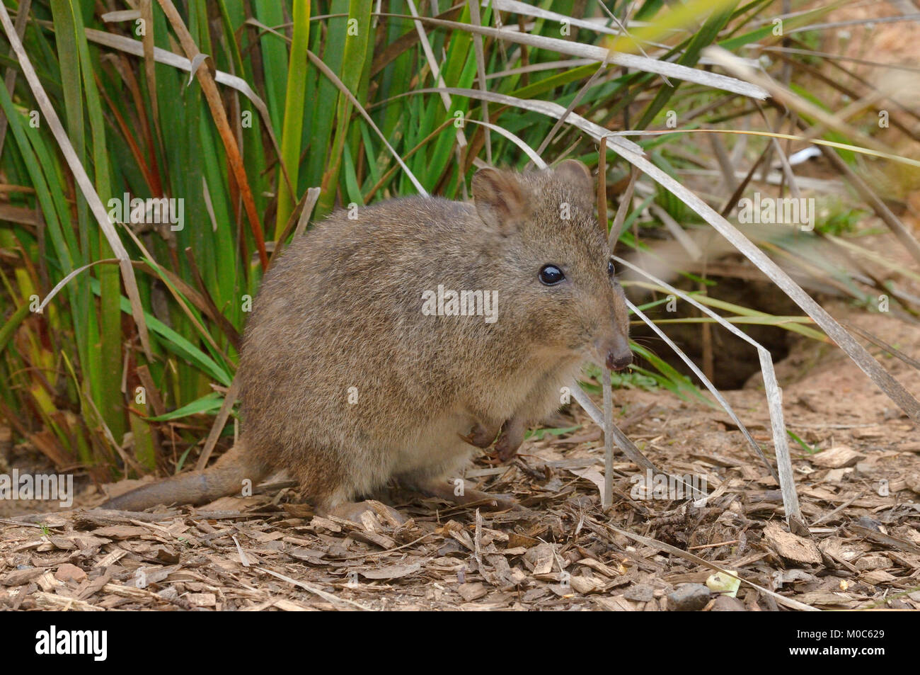 Potoroo tasmania hi-res stock photography and images - Alamy