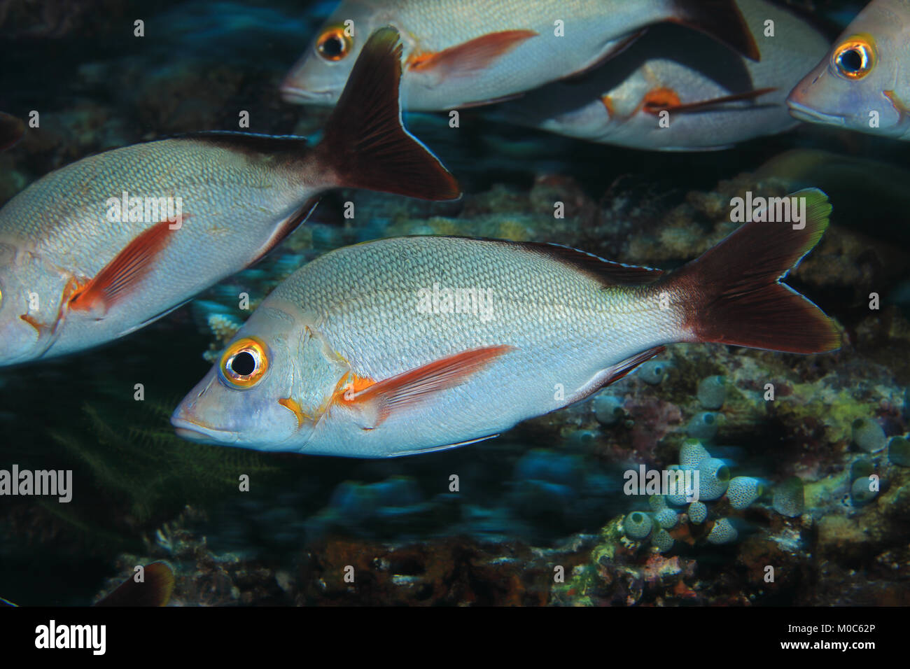 Humpback red snapper lutjanus gibbus hi-res stock photography and ...