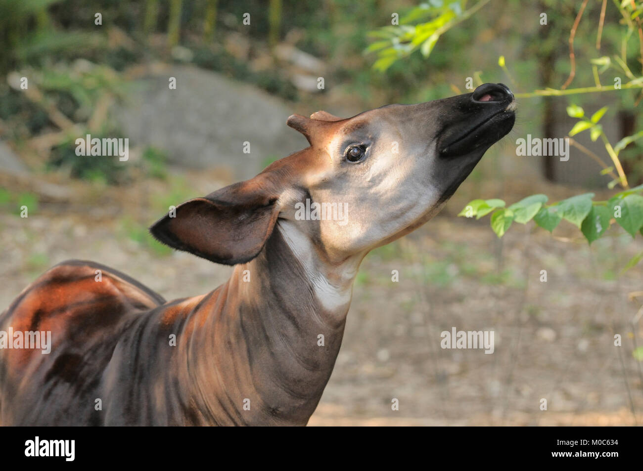Okapi Okapia johnstoni Endangered species Captive Stock Photo - Alamy