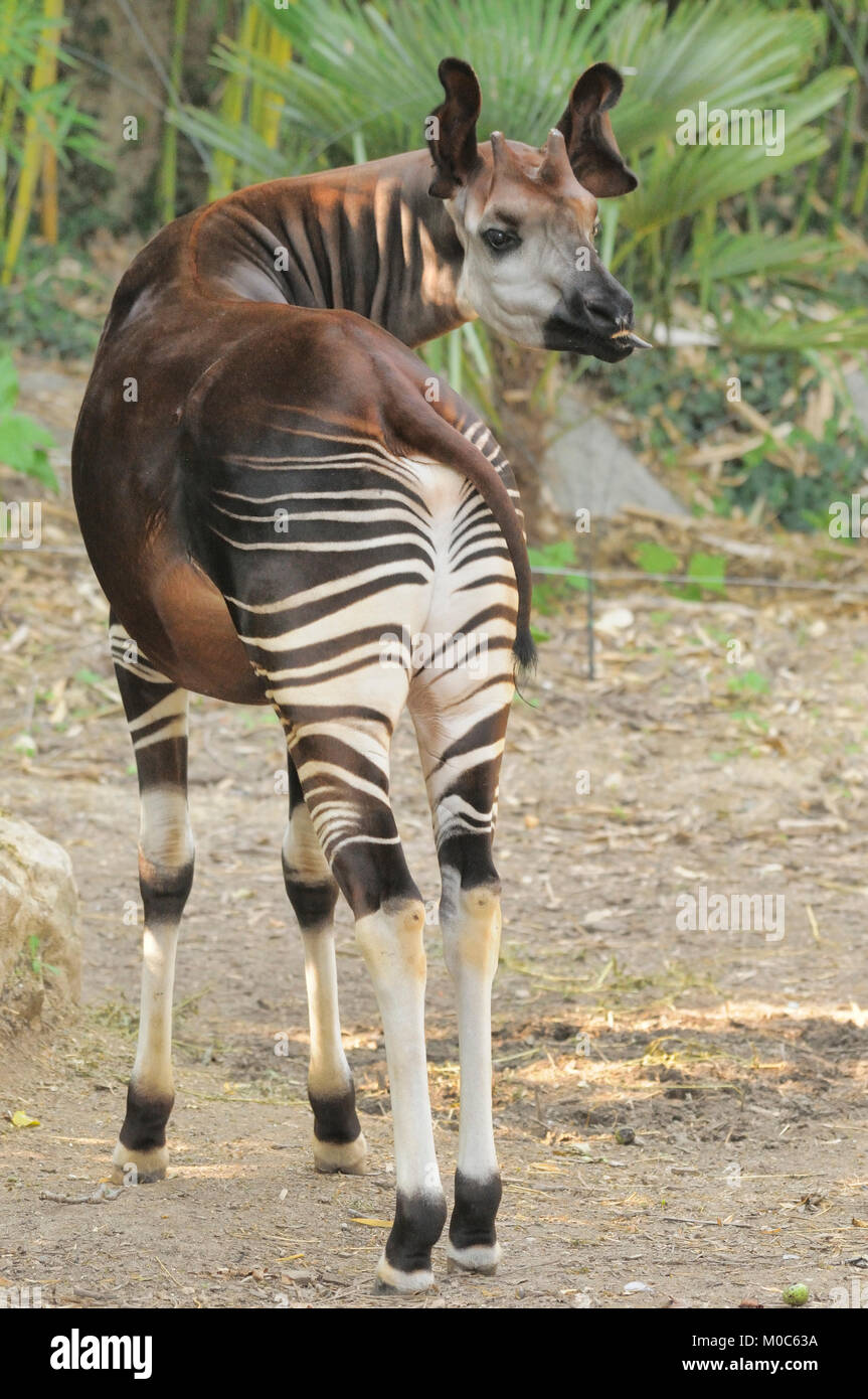 Elusive okapi hi-res stock photography and images - Alamy