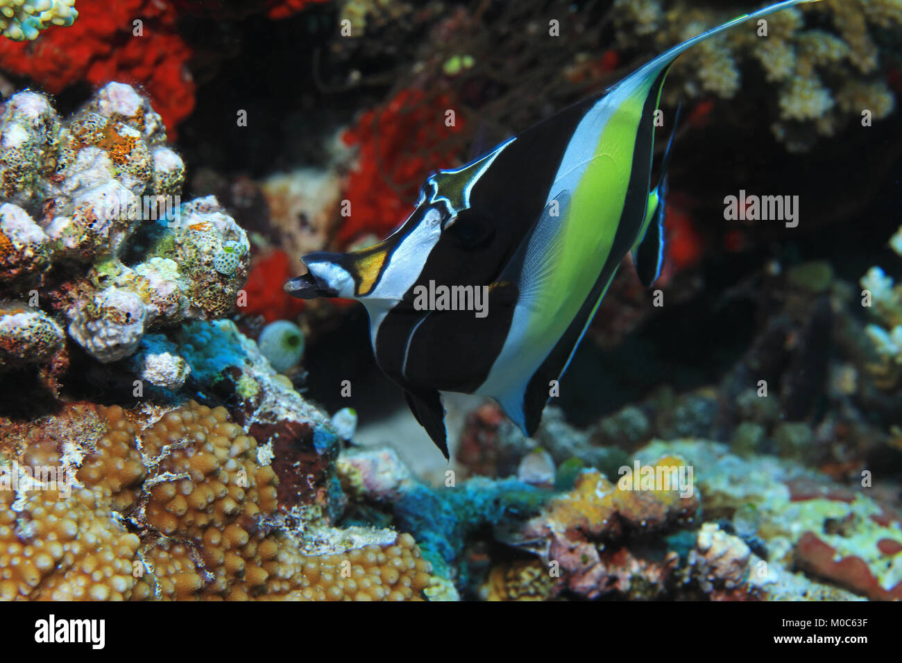 Moorish idol fish (Zanclus cornutus) underwater in the tropical waters ...