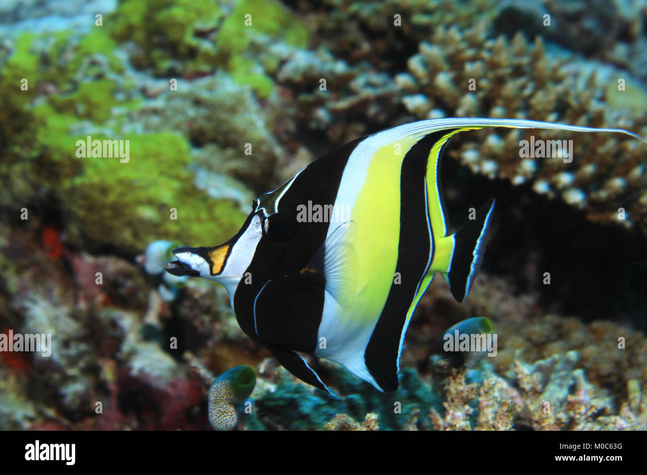 Moorish idol fish (Zanclus cornutus) underwater in the tropical waters ...