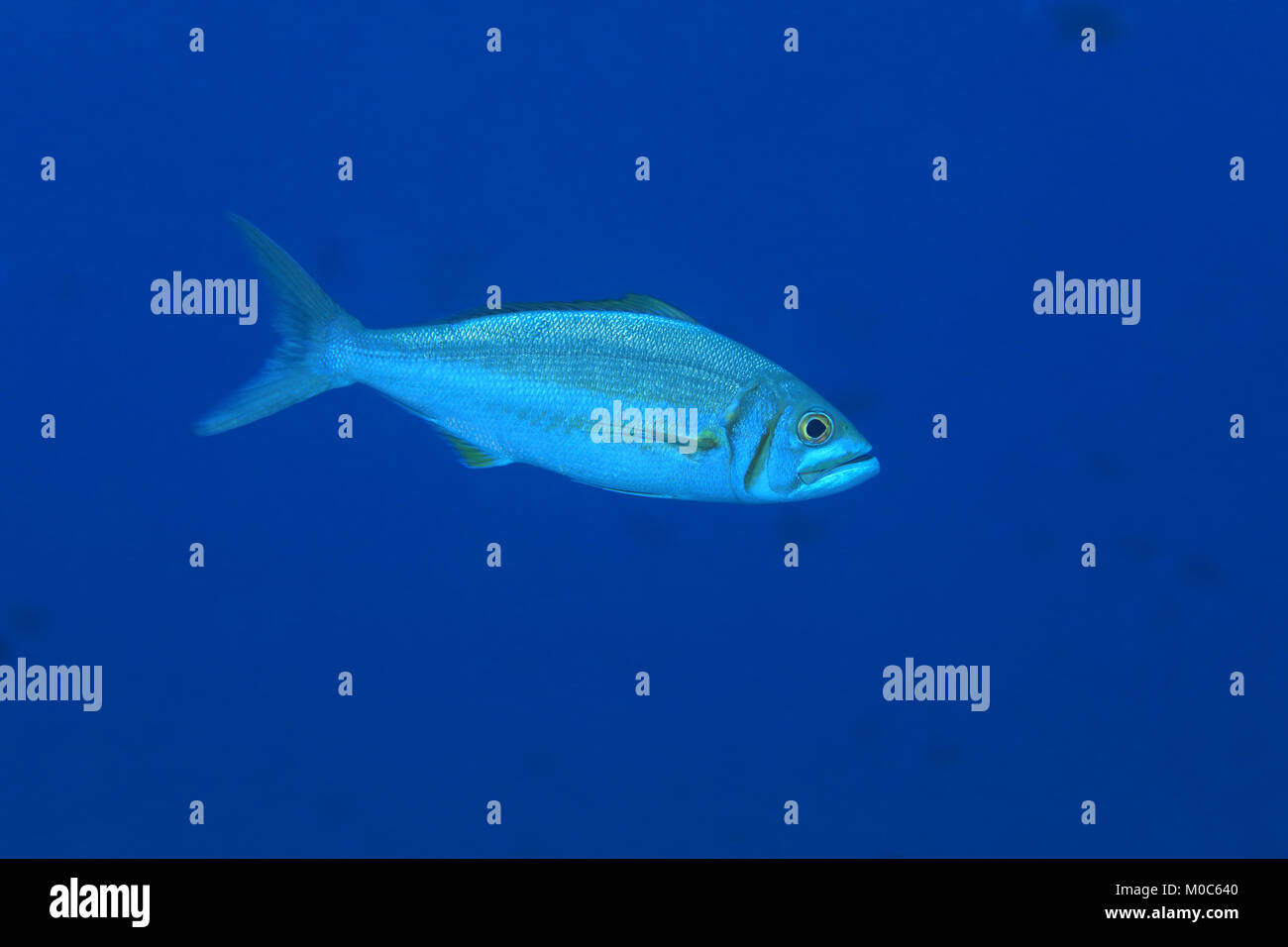 Small toothed jobfish (Aphareus furca) underwater in the indian ocean ...