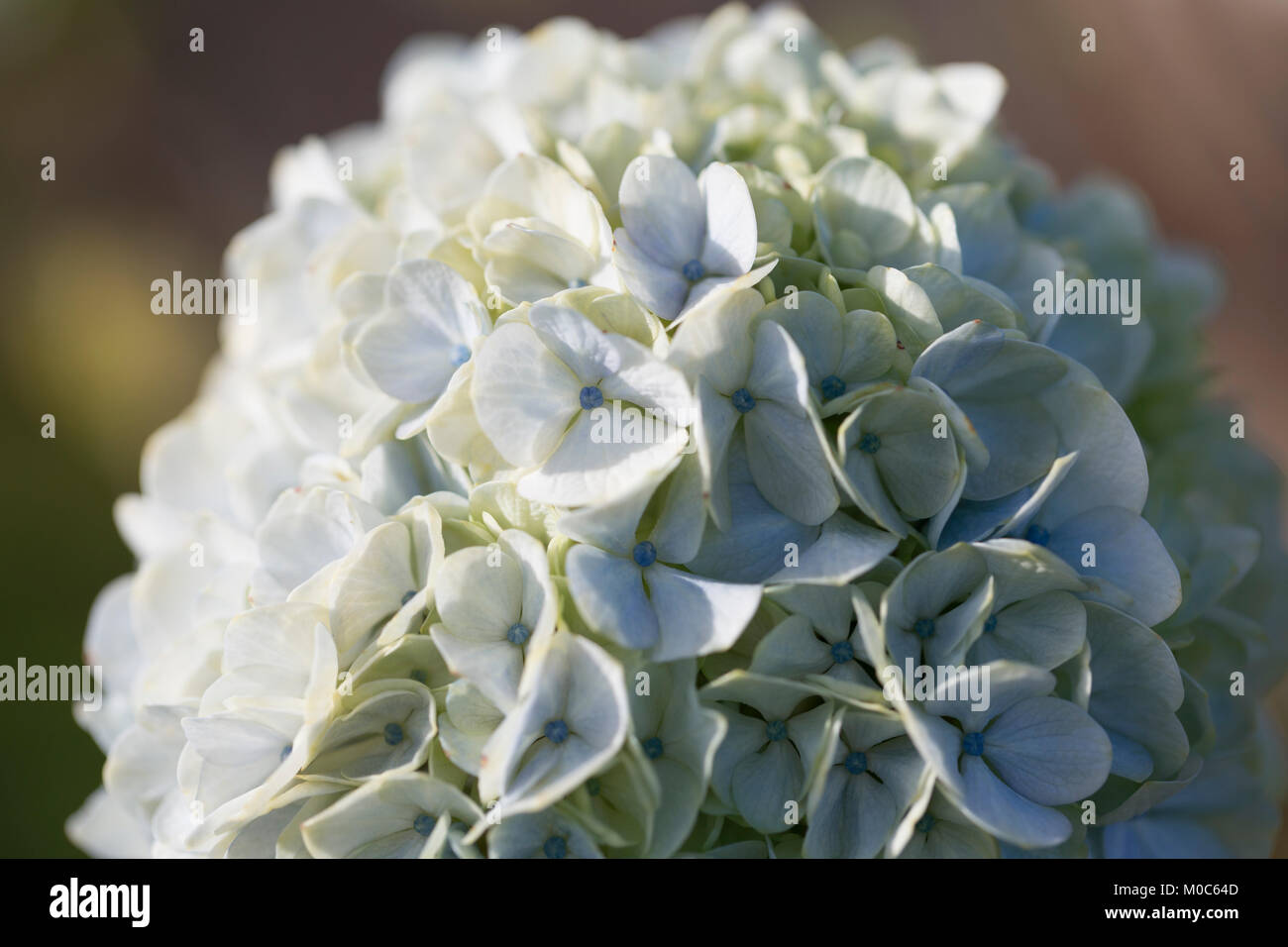 Genarium hi-res stock photography and images - Alamy