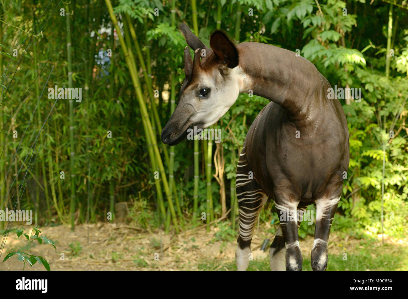 Okapi Okapia johnstoni Endangered species Captive Stock Photo - Alamy
