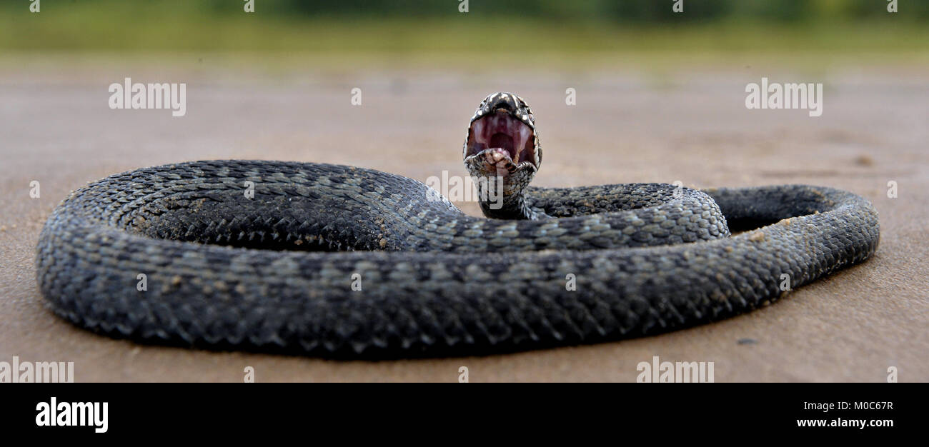 Scary snakes hi-res stock photography and images - Alamy