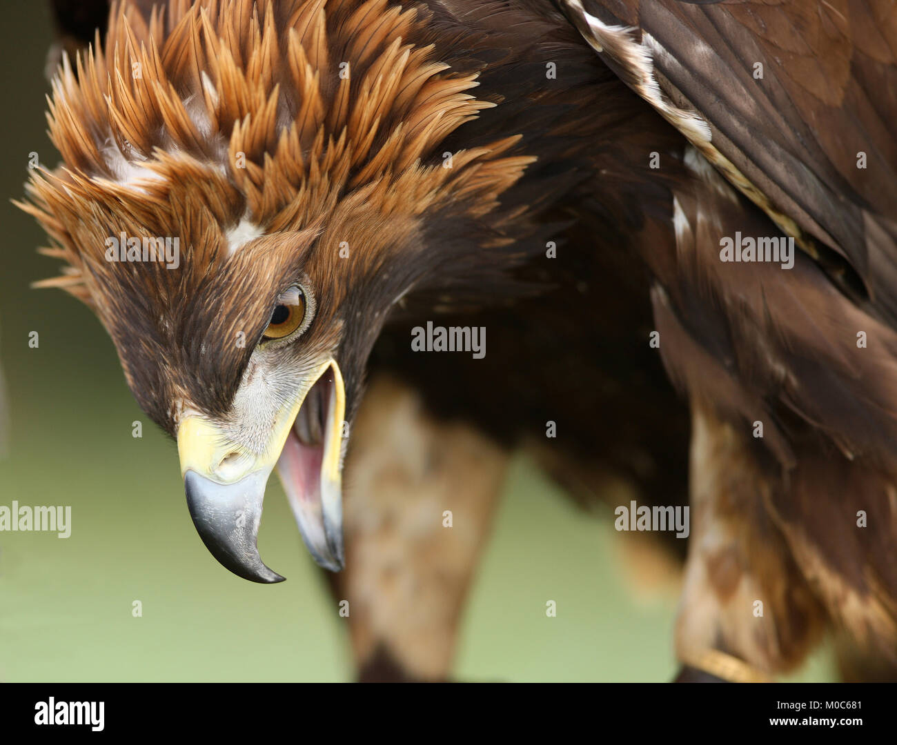 Close up of an angry looking golden eagle Stock Photo - Alamy