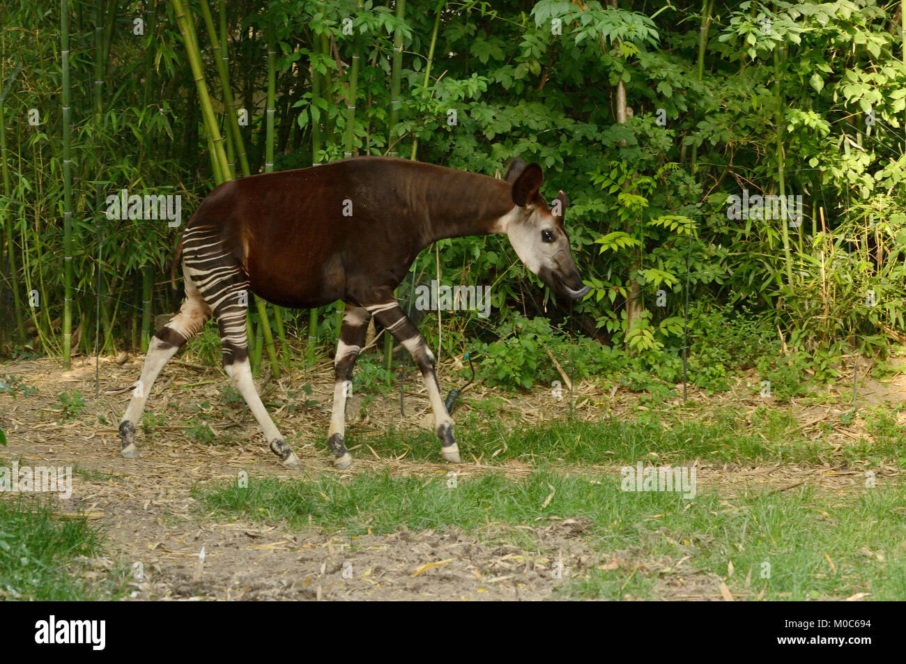 Endangered wildlife species hi-res stock photography and images - Alamy