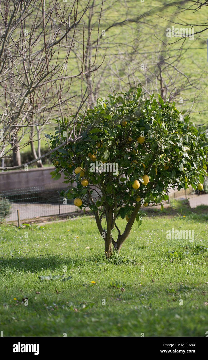 Small lemon tree Stock Photo - Alamy