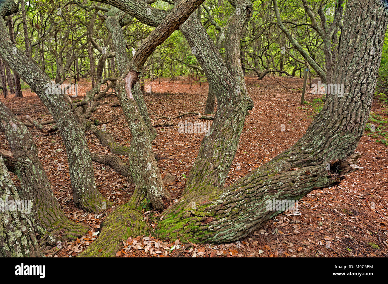 Live oak trees hi-res stock photography and images - Alamy