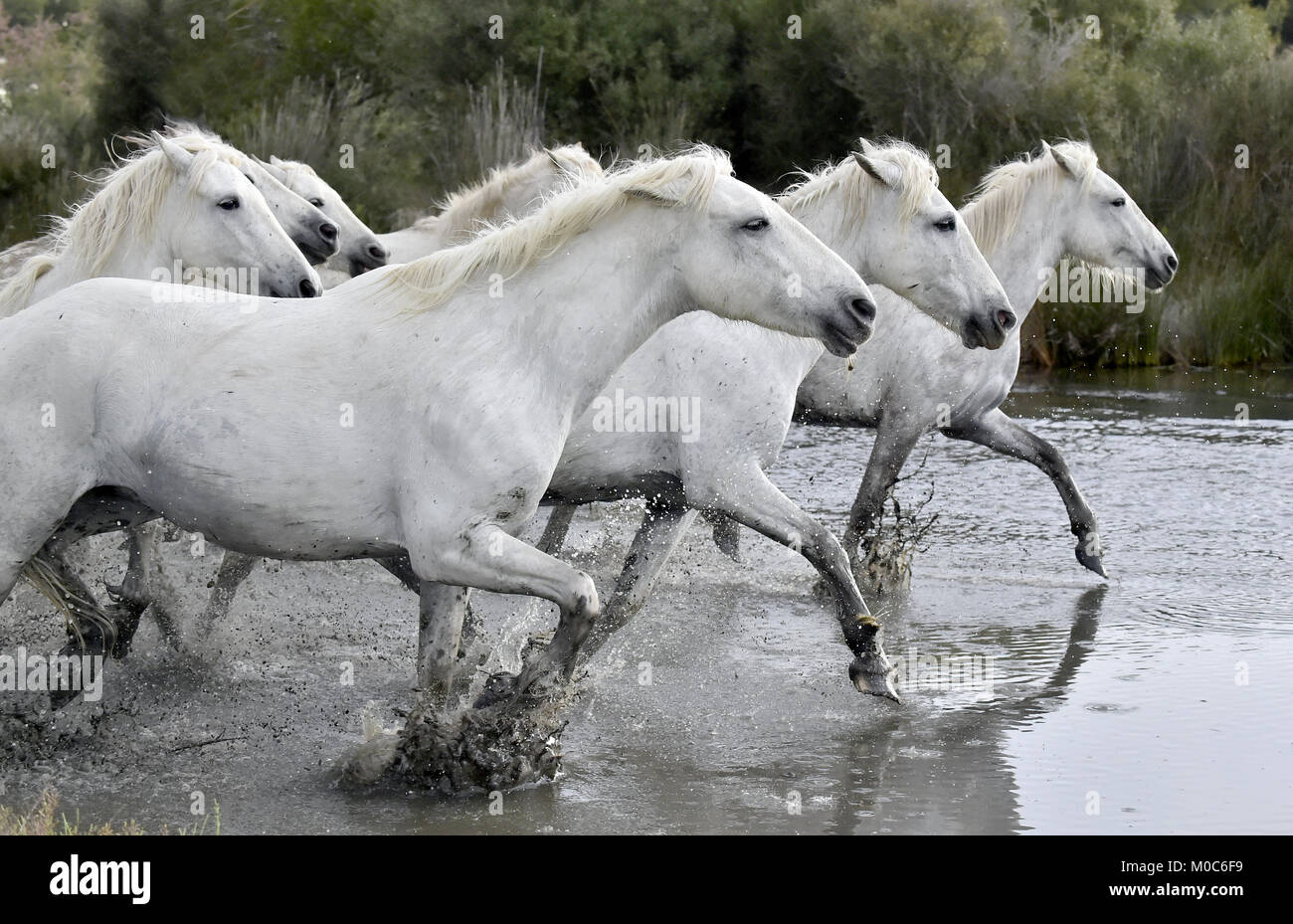 White Camargue Horses galloping through water. Parc Regional de ...