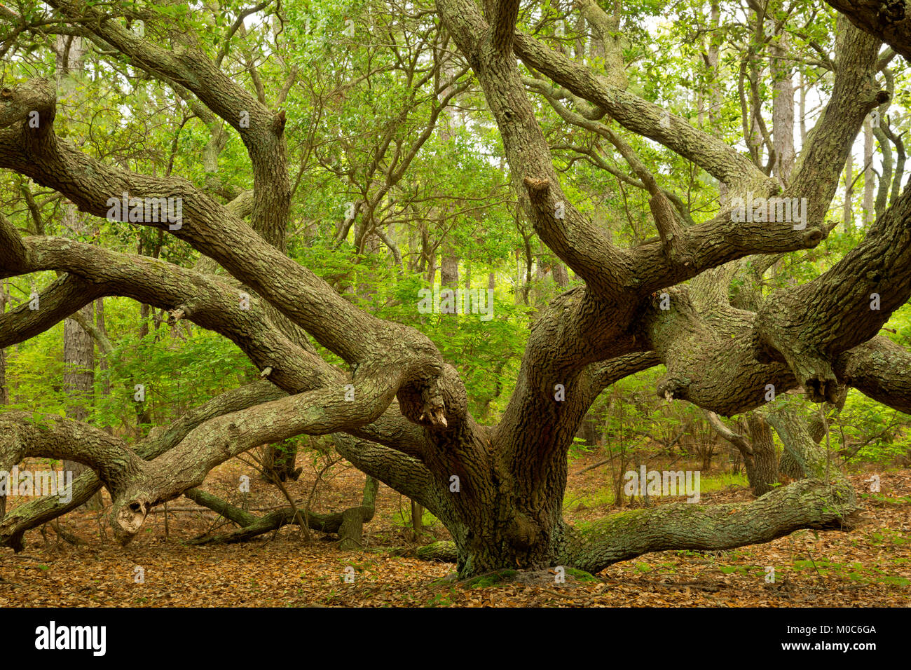 Loblolly Pine Trees High Resolution Stock Photography and Images - Alamy