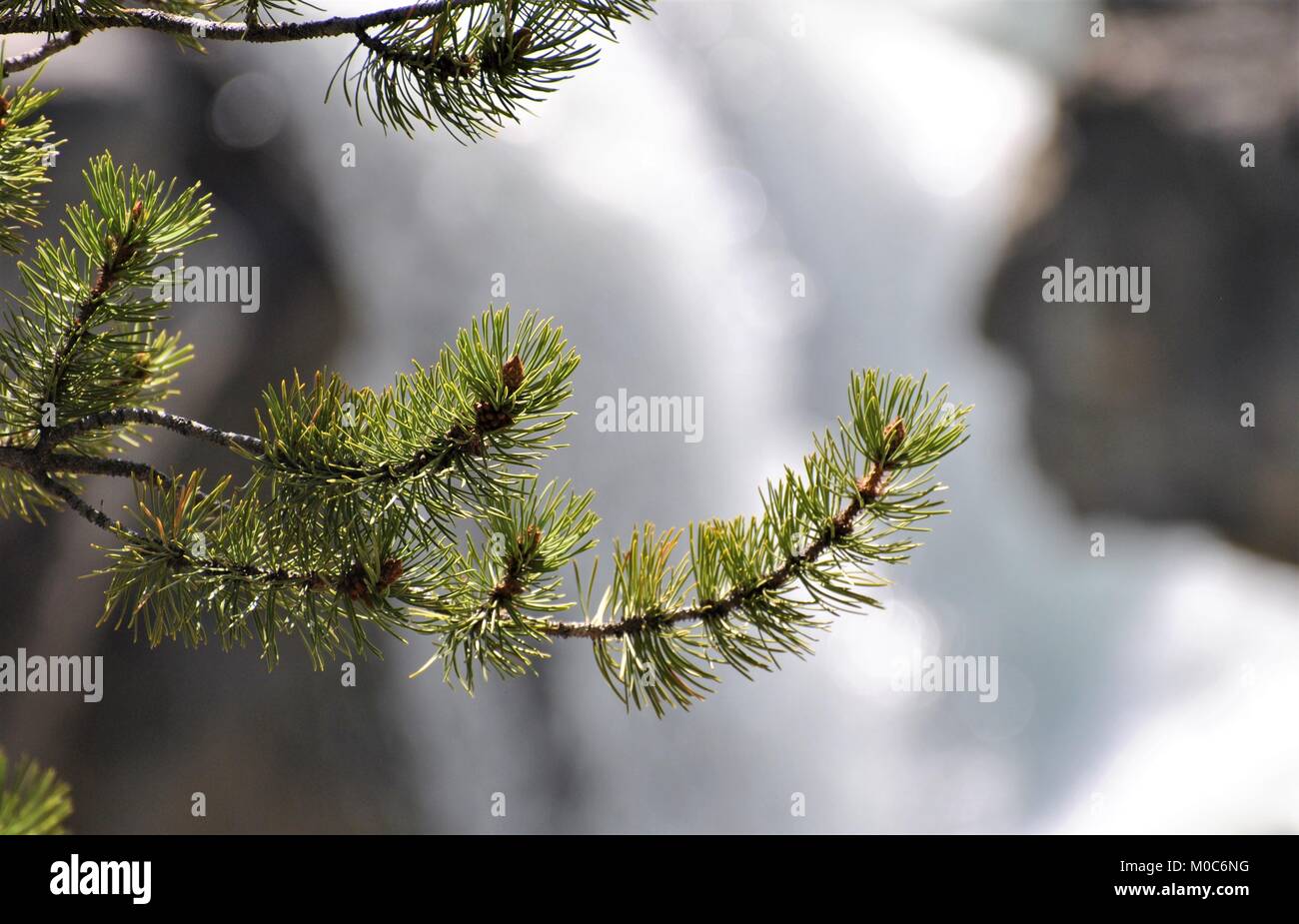 Fir tree detail Stock Photo - Alamy