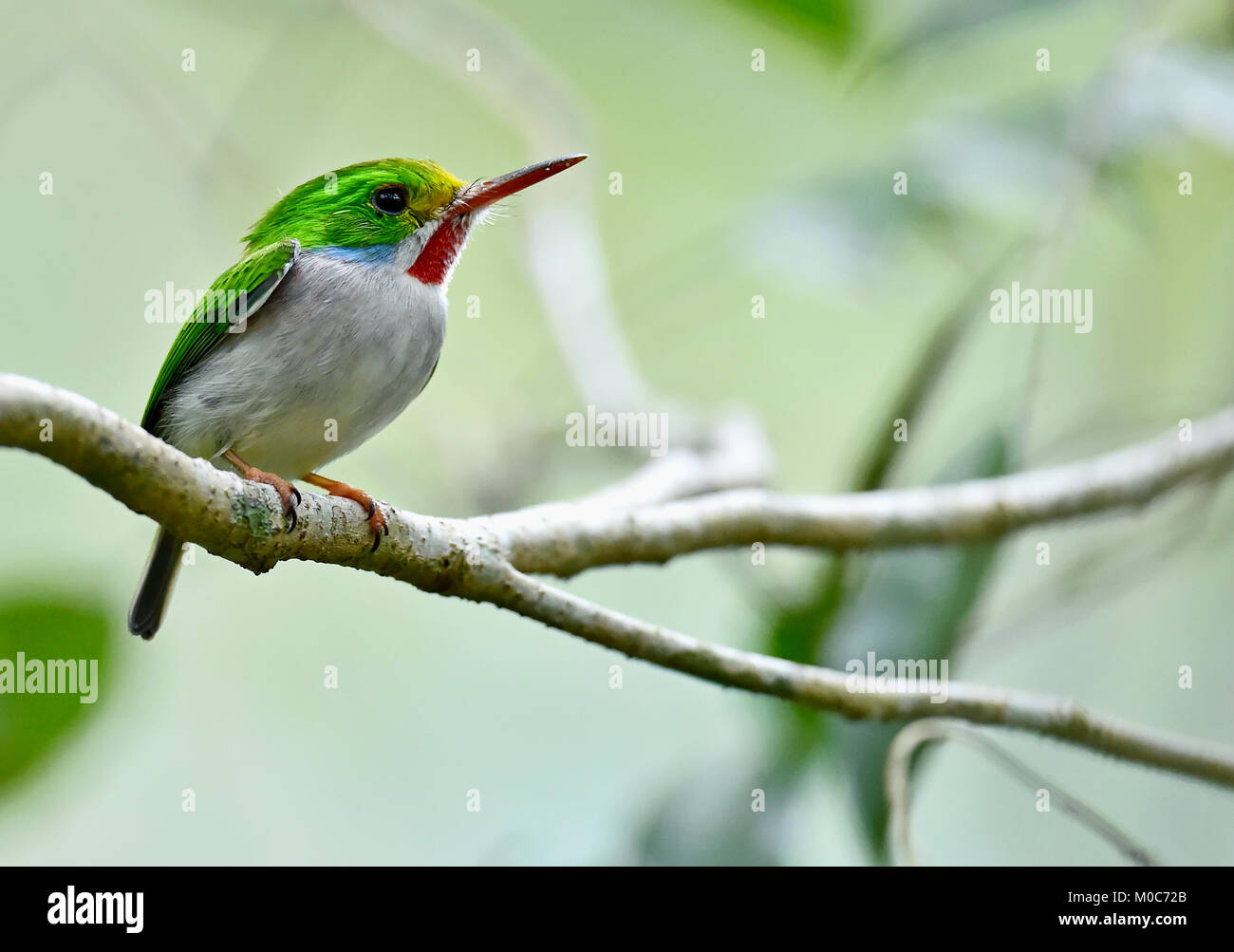 Cuban Tody (Todus multicolor) an endemic species of Cuba Stock Photo ...