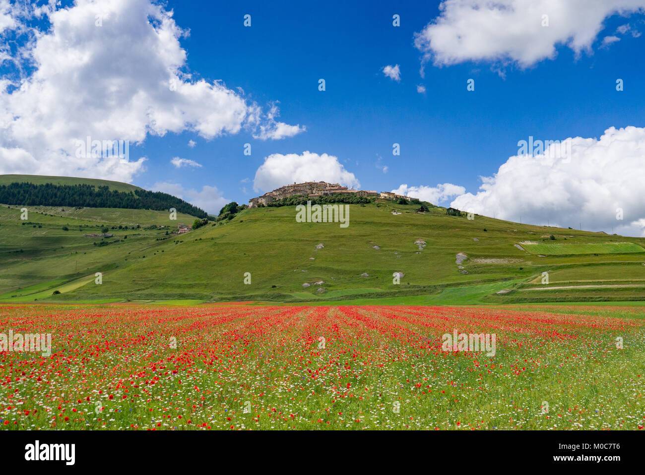 Plain flower hi-res stock photography and images - Alamy