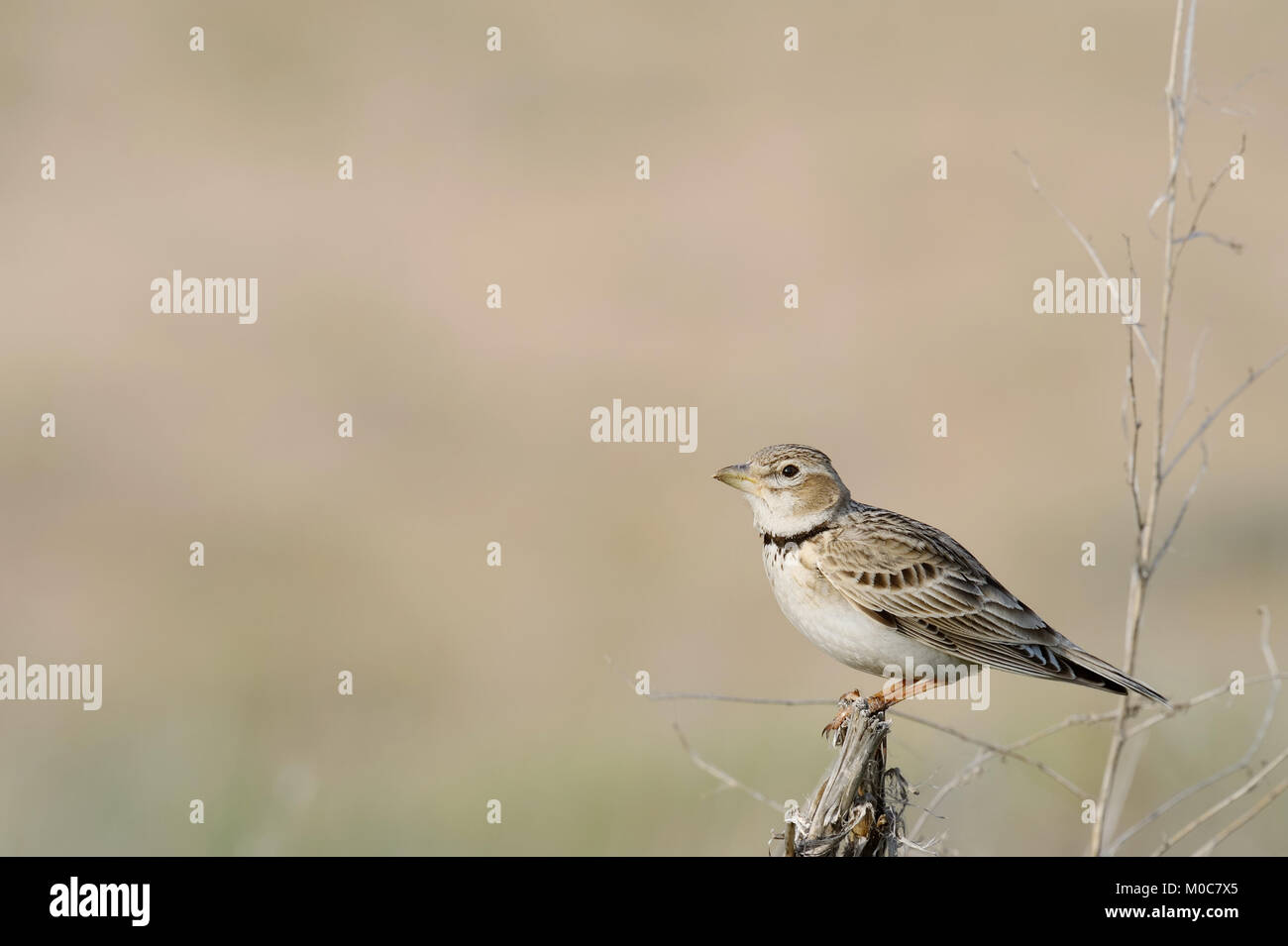 European lark hi-res stock photography and images - Alamy