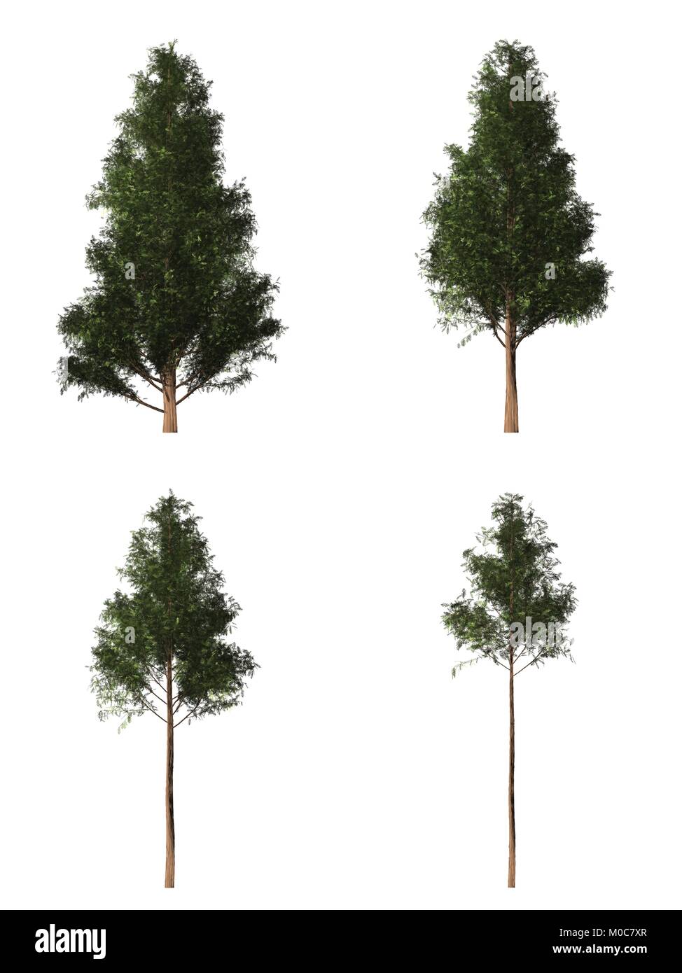 Cedar tree paint Stock Vector Images - Alamy