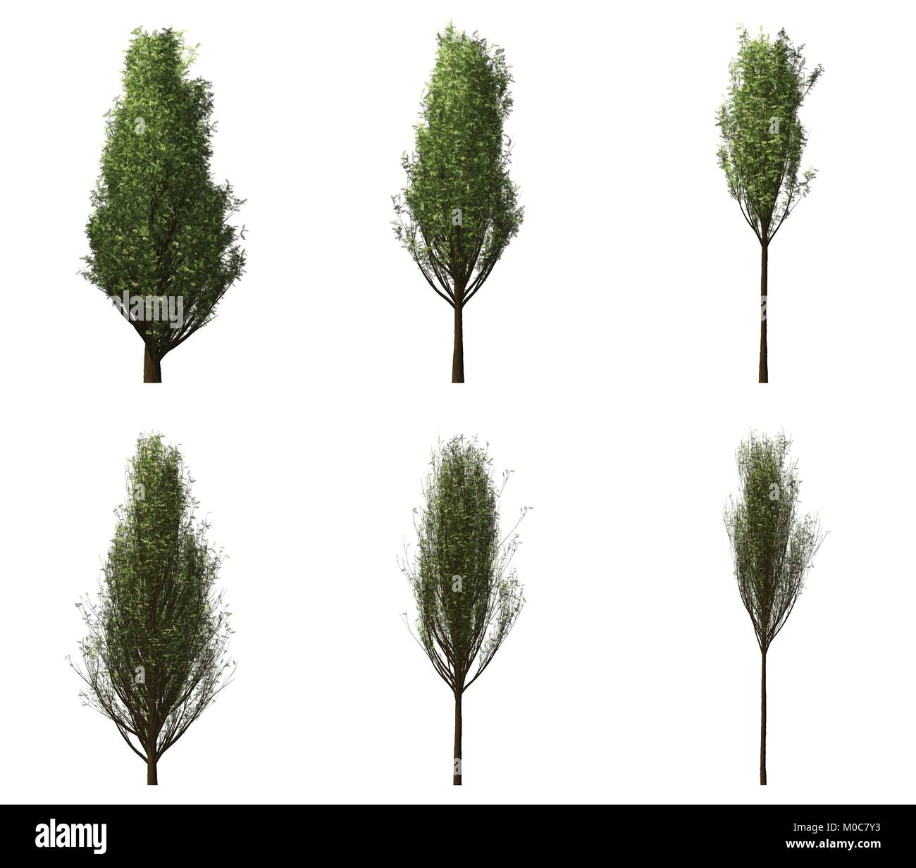 Cypress tree Stock Vector Images - Alamy