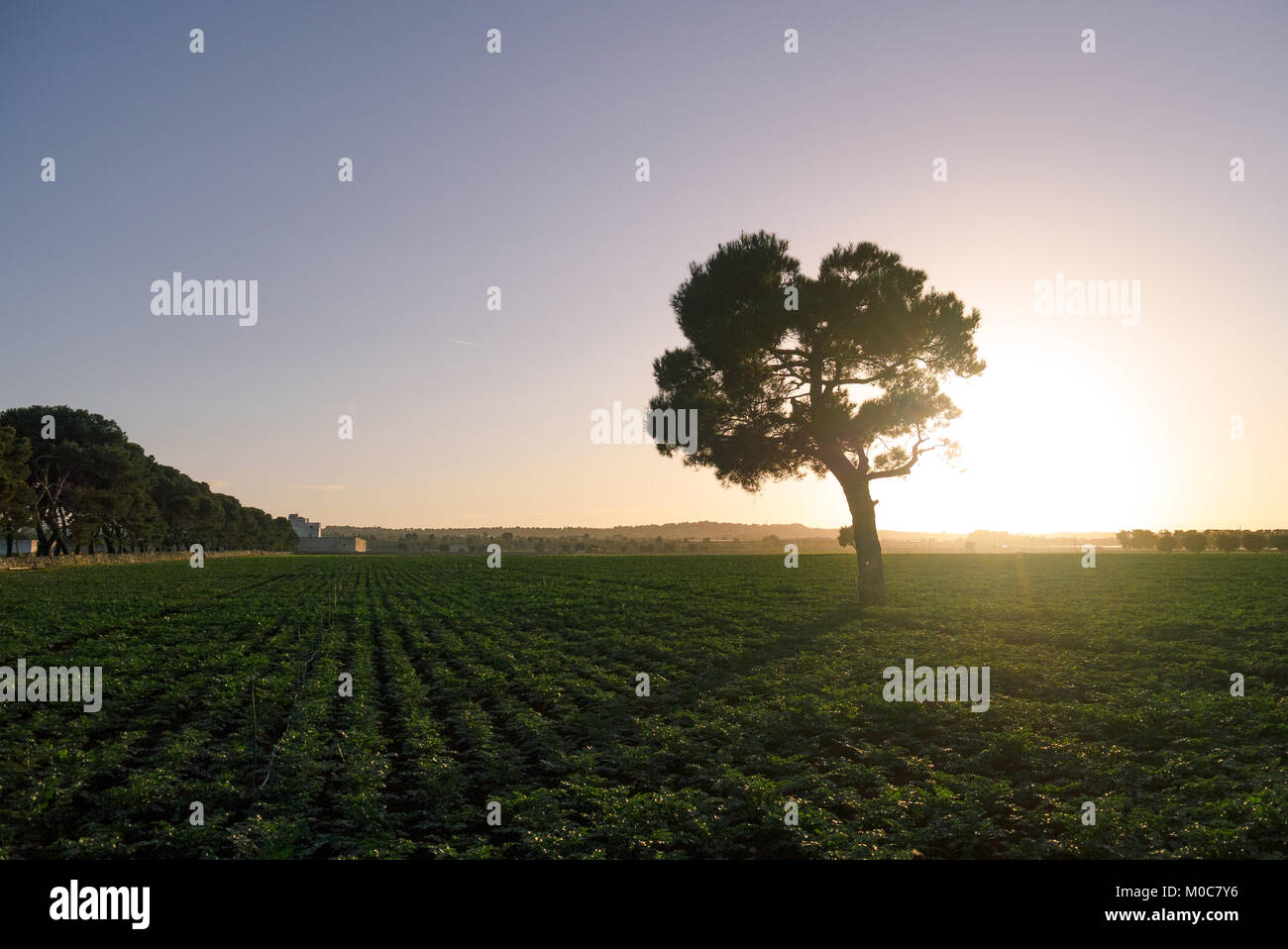 Apulian countryside at sunset. Italy Stock Photo - Alamy