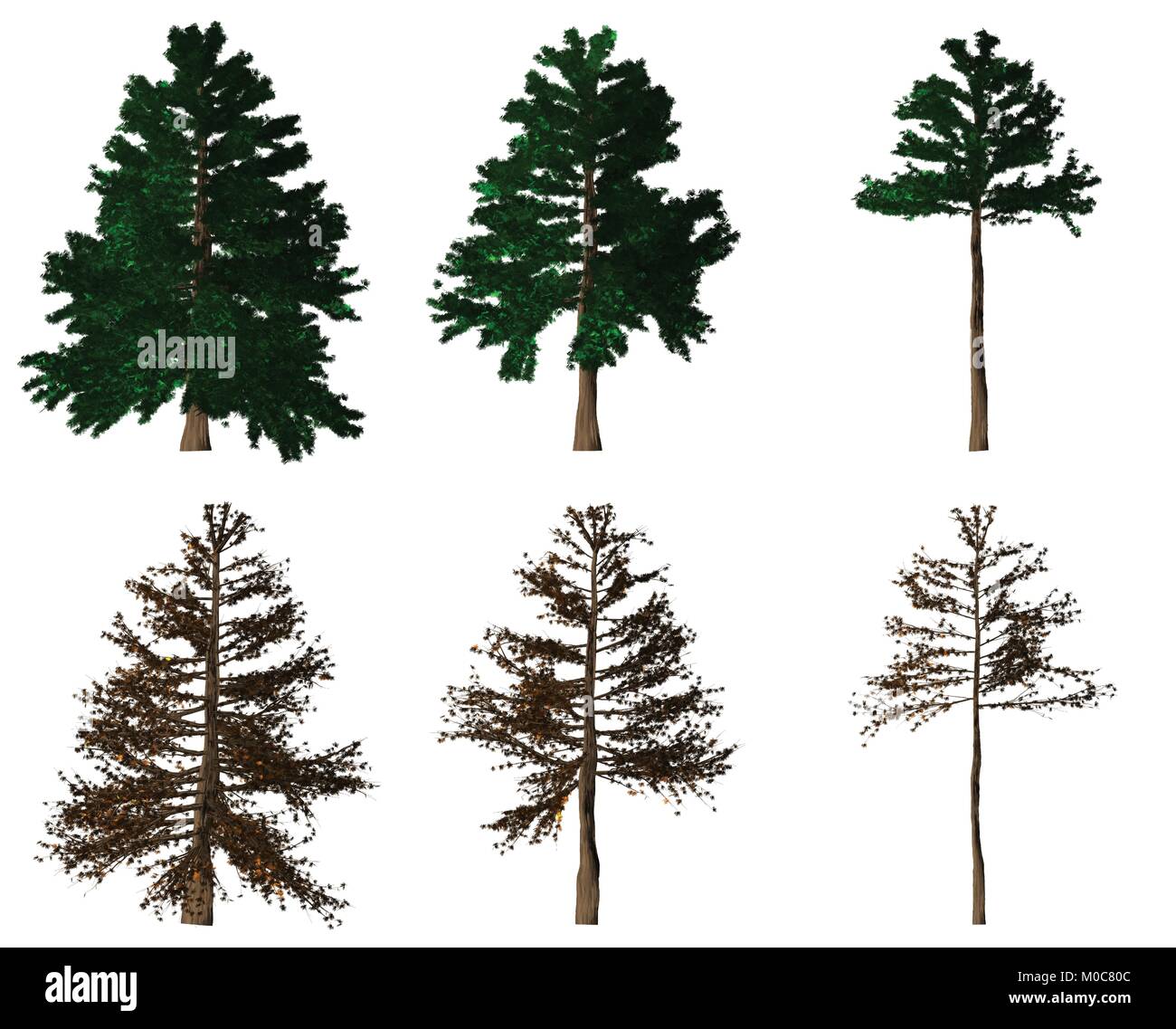 Yellow green pine branch Stock Vector Images - Alamy