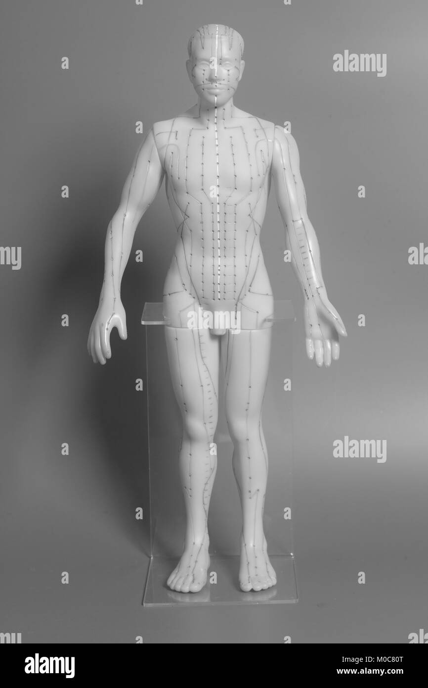 Medical acupuncture model of human Stock Photo - Alamy