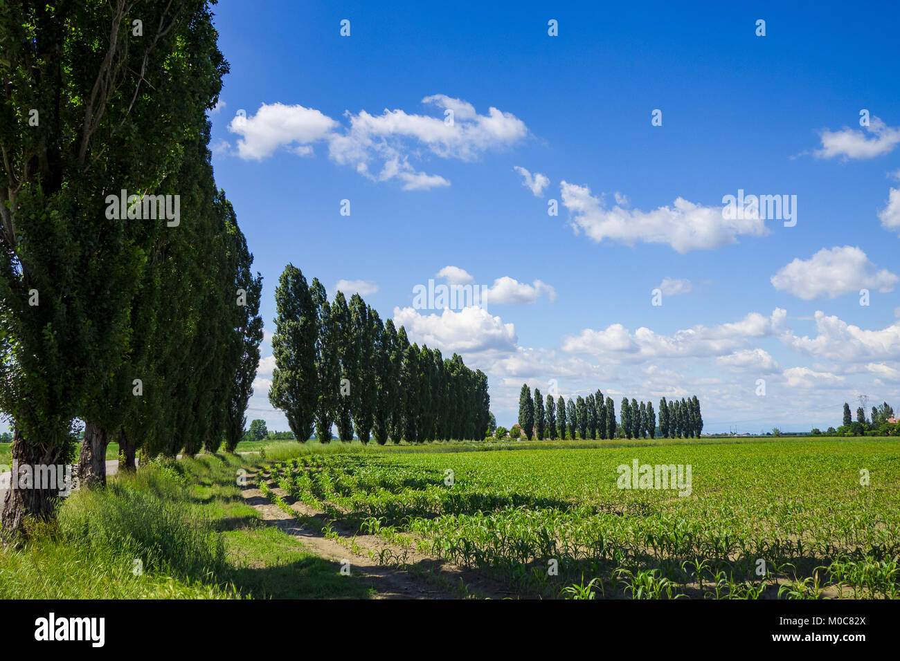 Italian countryside with poplar trees. Emilia Romagna Stock Photo - Alamy