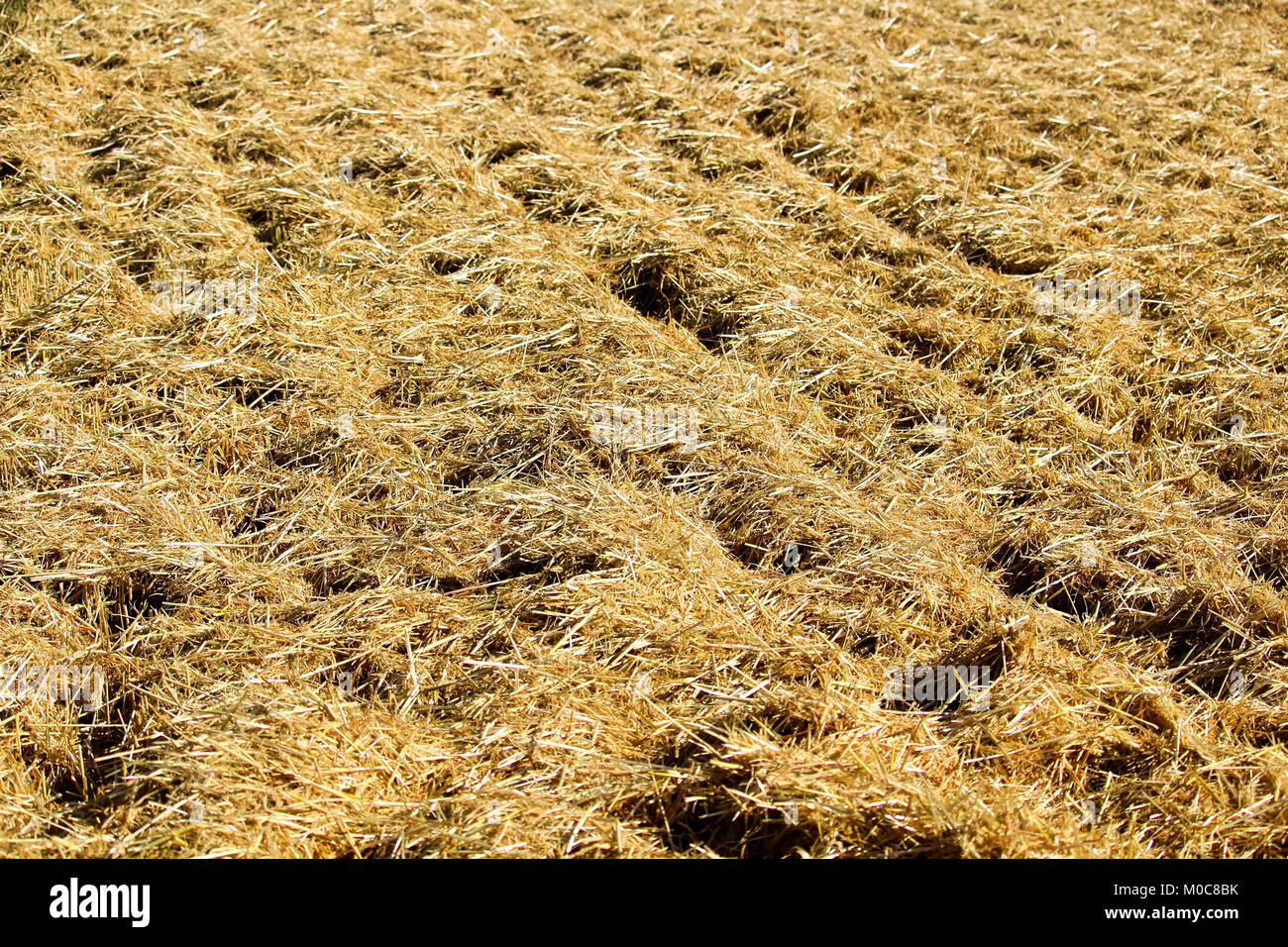 Straw scattered amongst the rows in a field Stock Photo - Alamy
