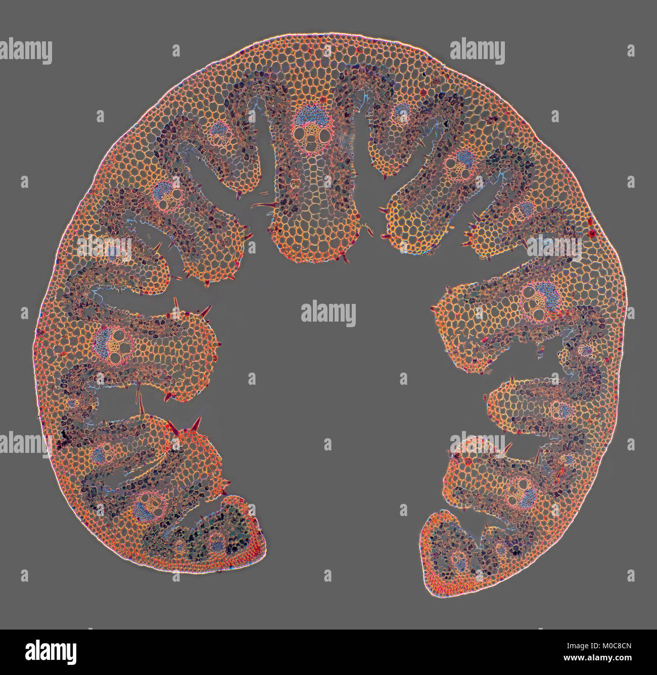 Marram grass TS darkfield photomicrograph, showing internal structure ...