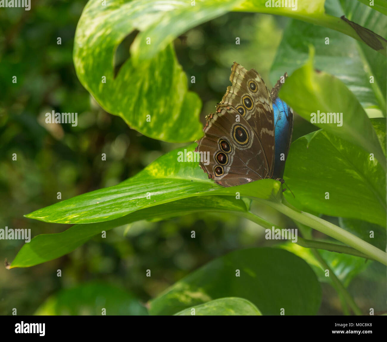 Blue Morpho, Morpho peleides, big butterfly sitting on green leaves, beautiful insect in the ...