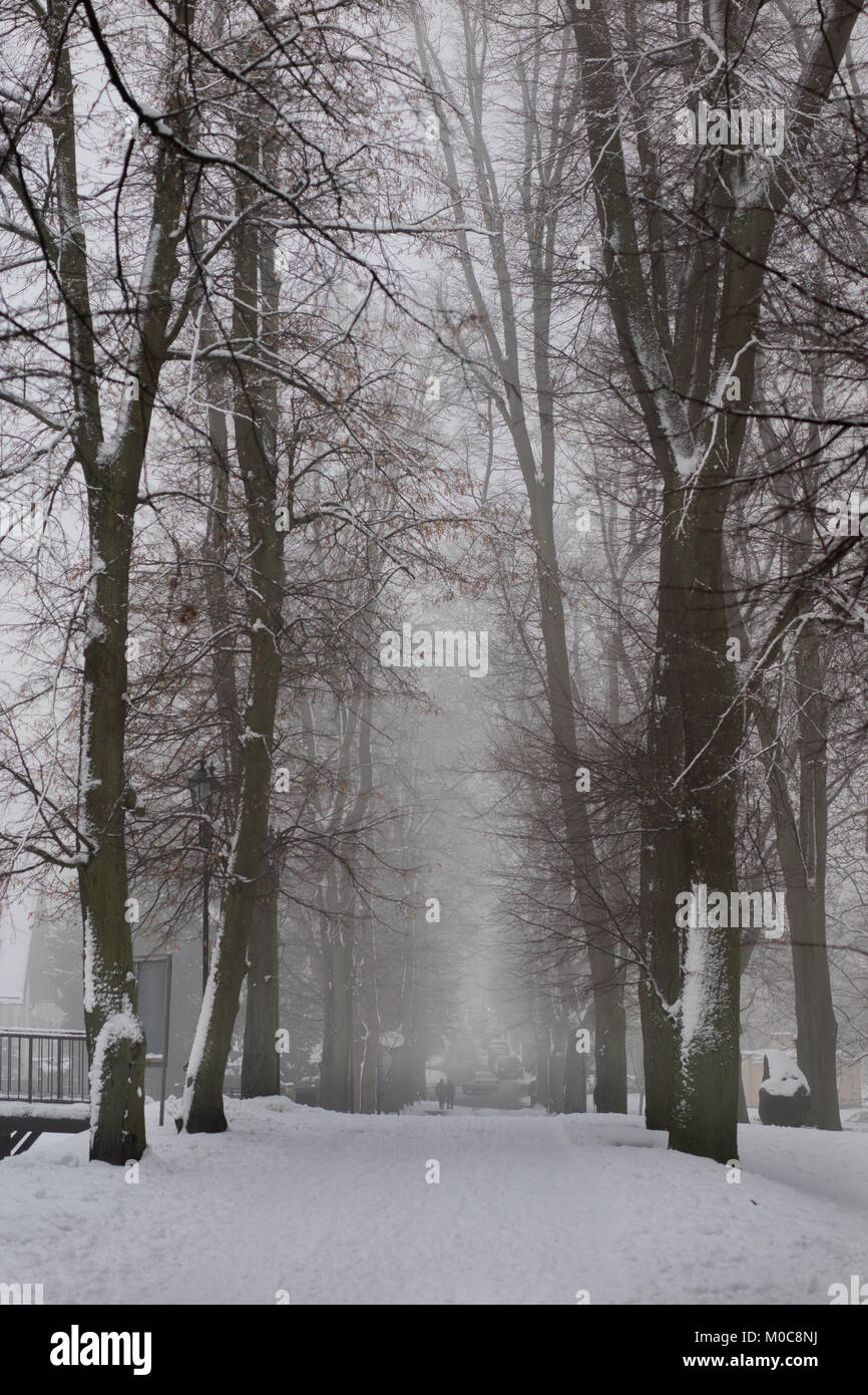 Park in winter time. Path in the snowy park. Trees covered with snow in ...