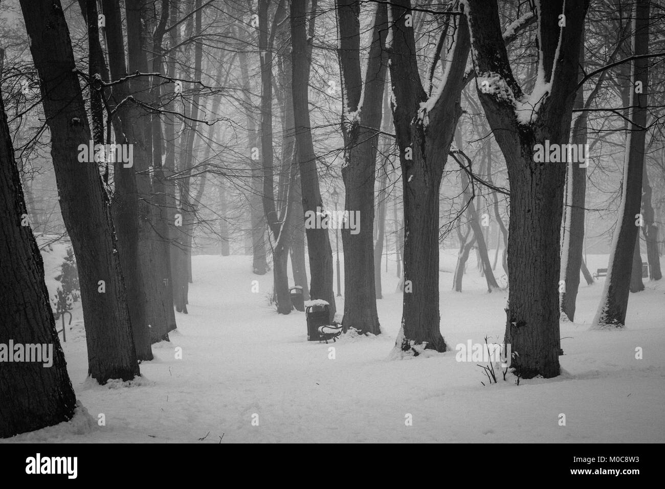 Park in winter time. Path in the snowy park. Trees covered with snow in ...