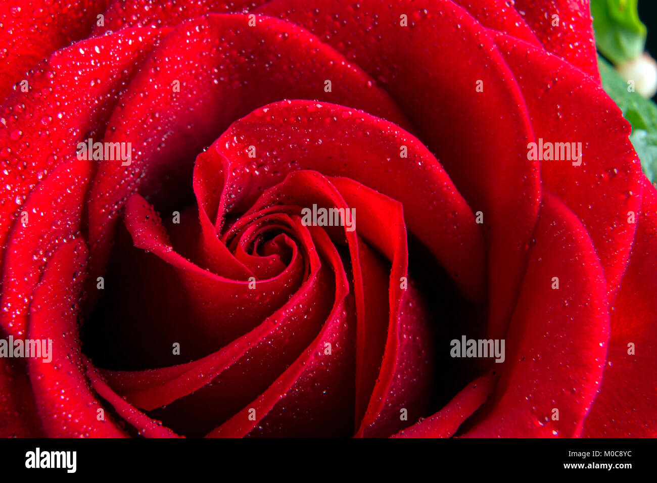 Closeup of a single red rose with water drops on it Stock Photo - Alamy