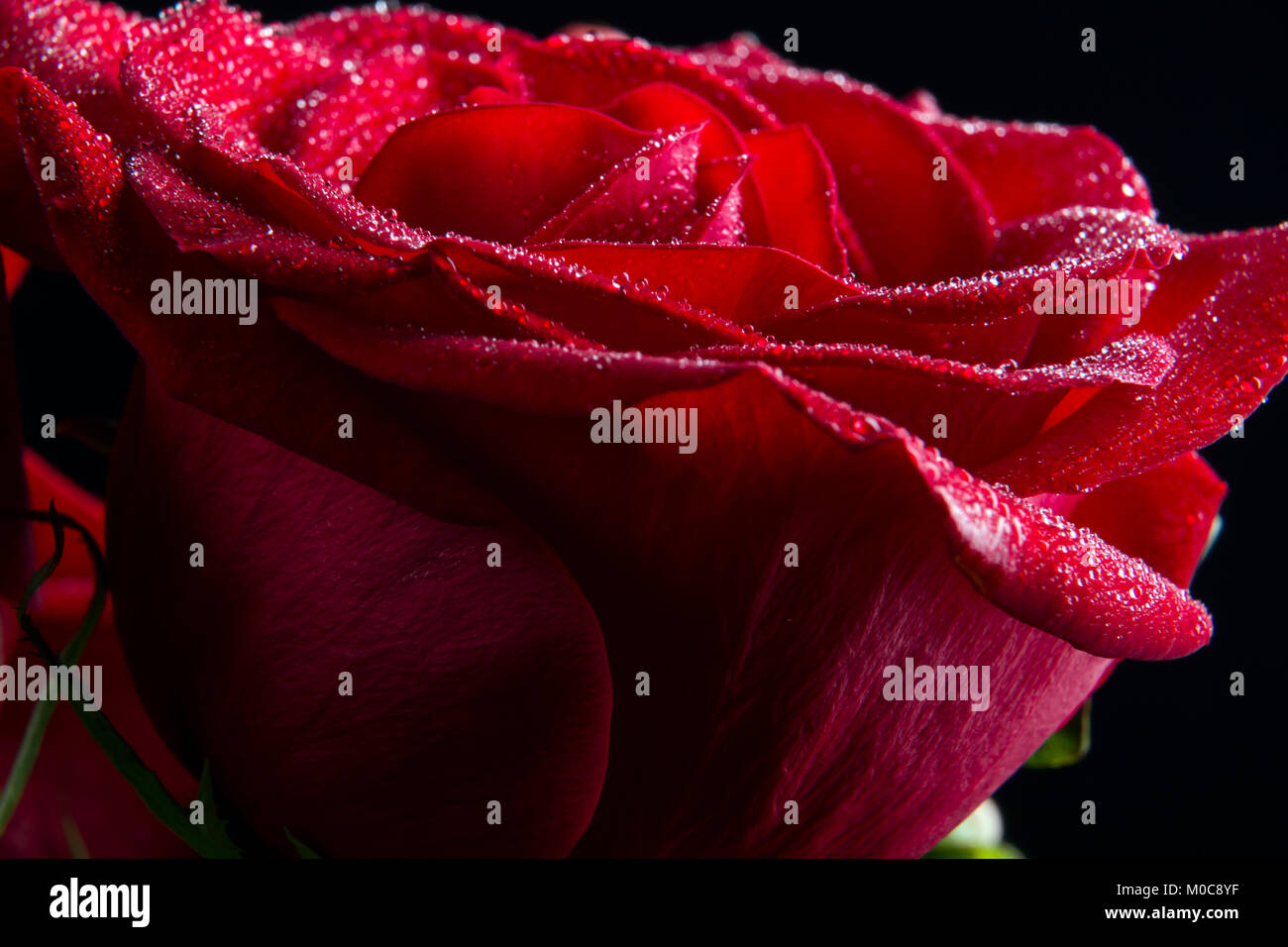 Closeup of a single red rose with water drops on it Stock Photo - Alamy