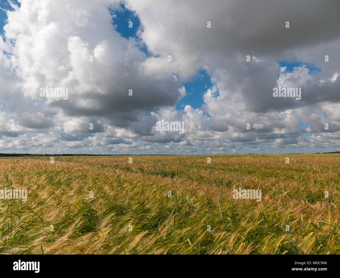 Yellow grain ready for harvest growing in a farm field Stock Photo - Alamy