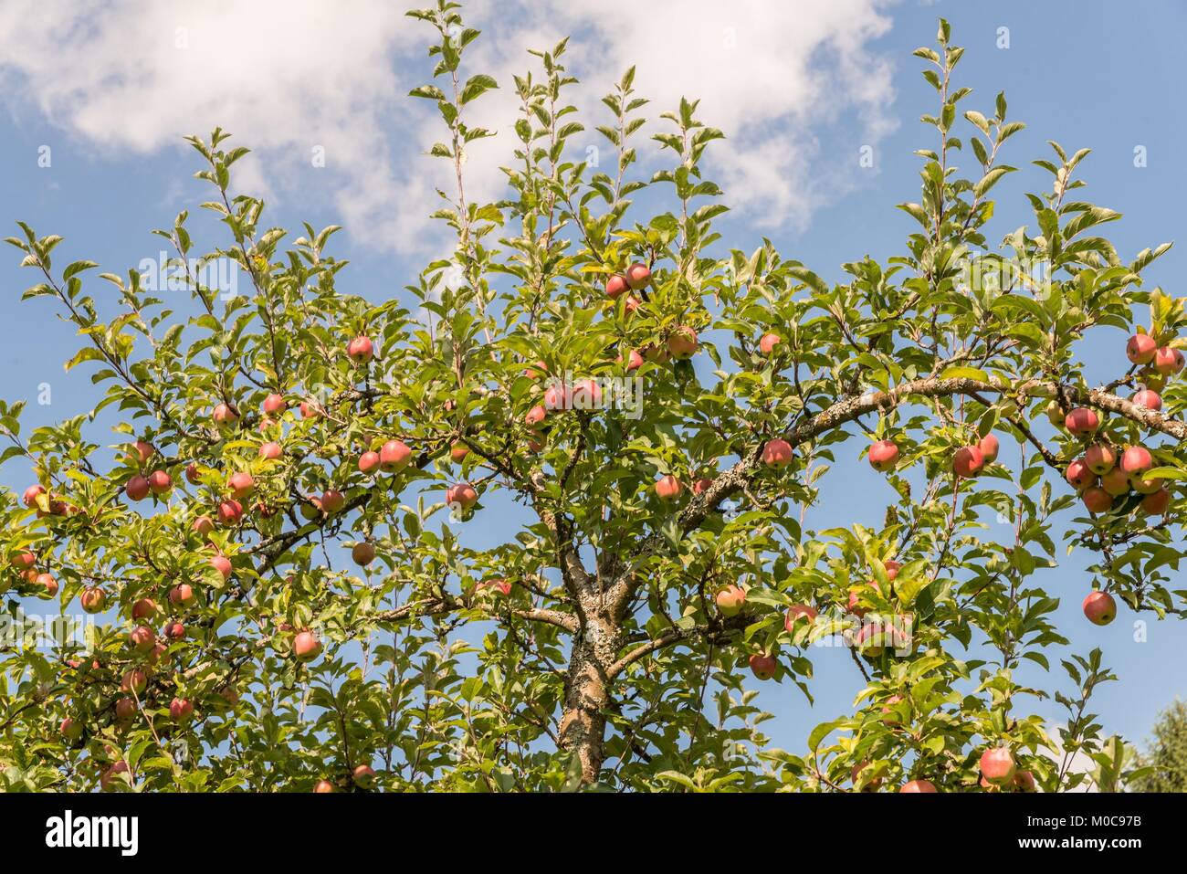 Fully matured apples on an apple tree Stock Photo - Alamy