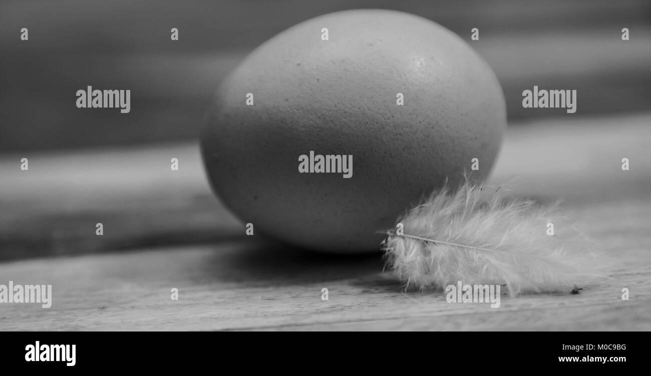 The hen picture Black and White Stock Photos & Images - Alamy