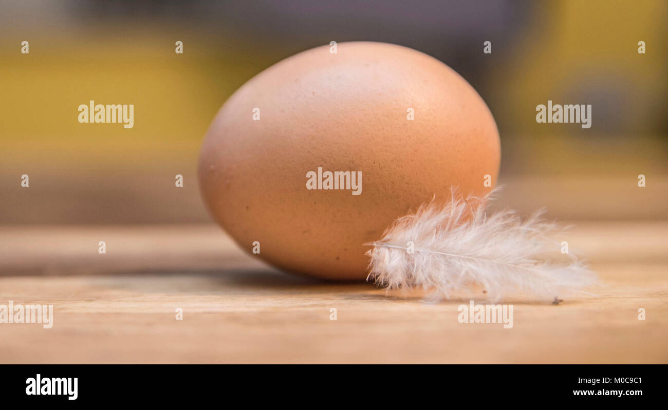 Egg and a feather Stock Photo - Alamy
