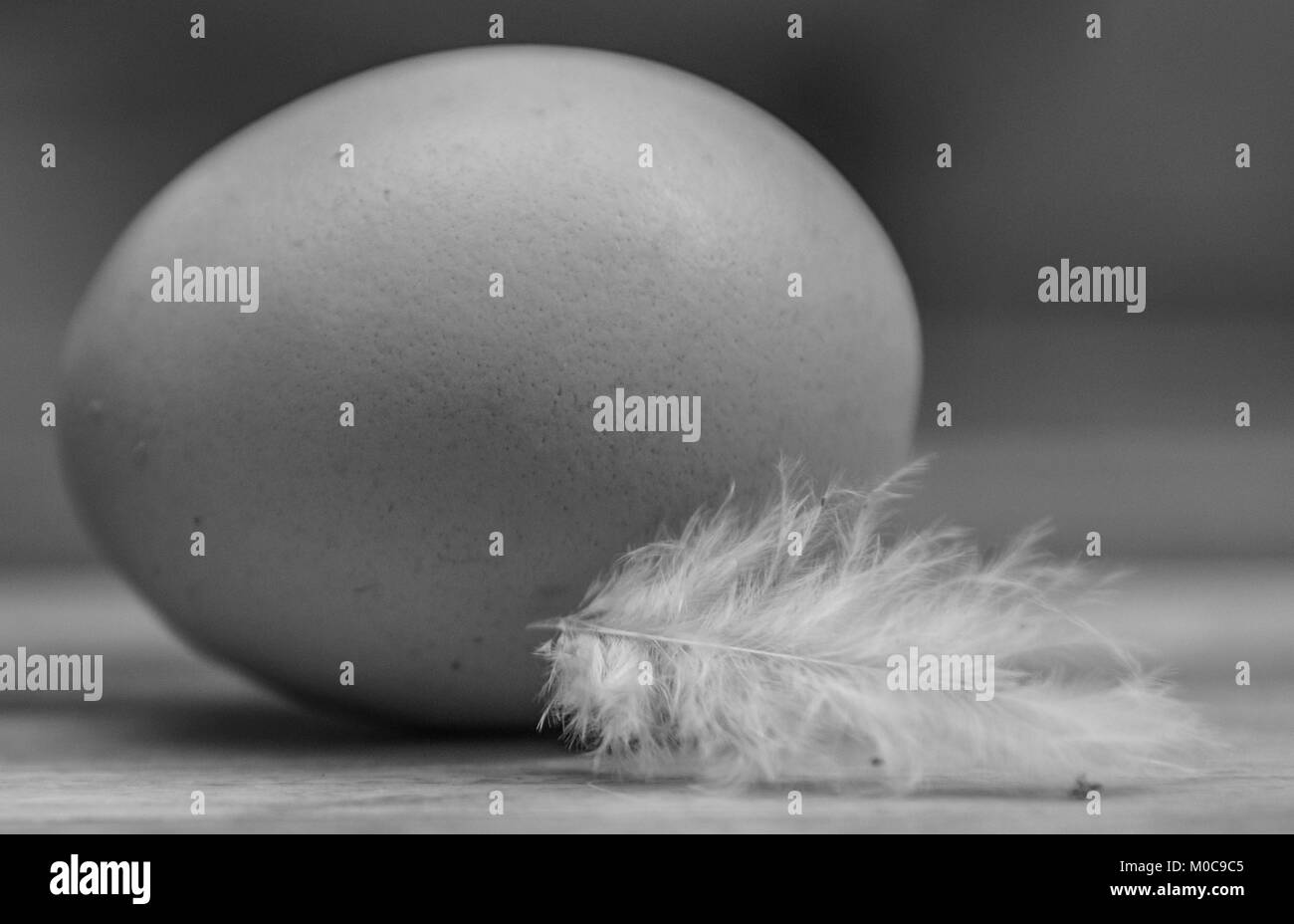 The hen picture Black and White Stock Photos & Images - Alamy