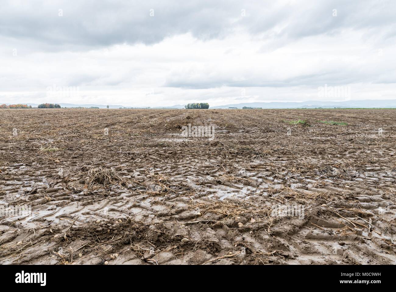 Tractor marks and mud at a wet acre, Bavaria, Germany Stock Photo - Alamy
