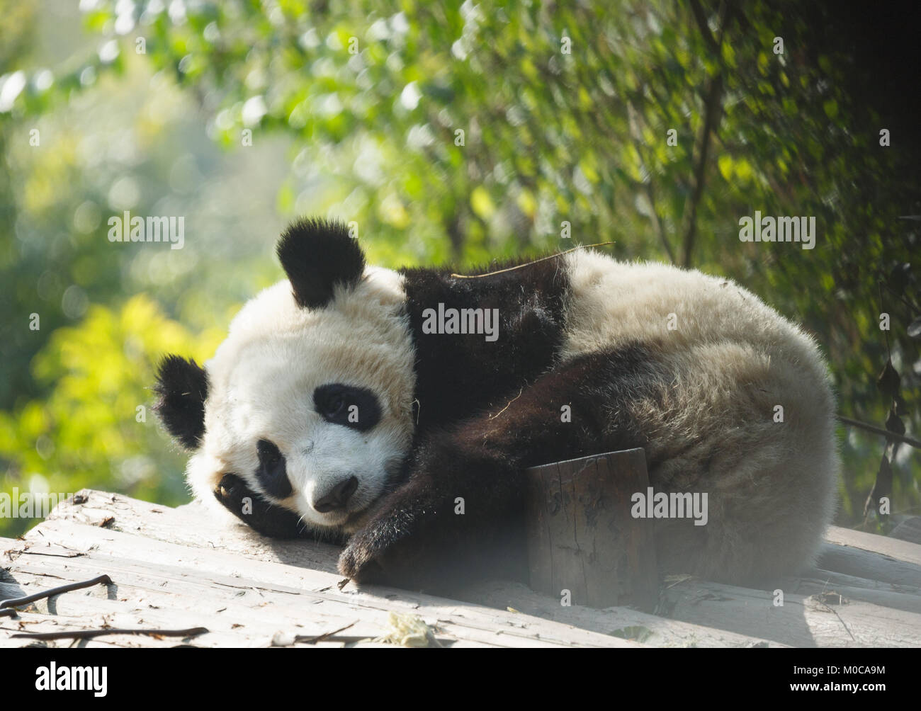 Baby Pandas Sleeping In Crib