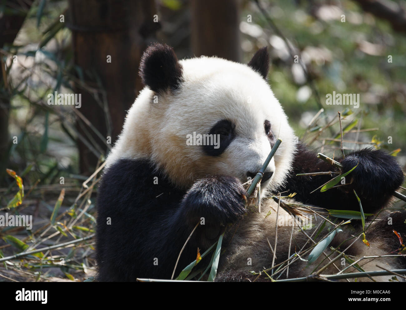 A lovely panda is eating bamboo Stock Photo - Alamy