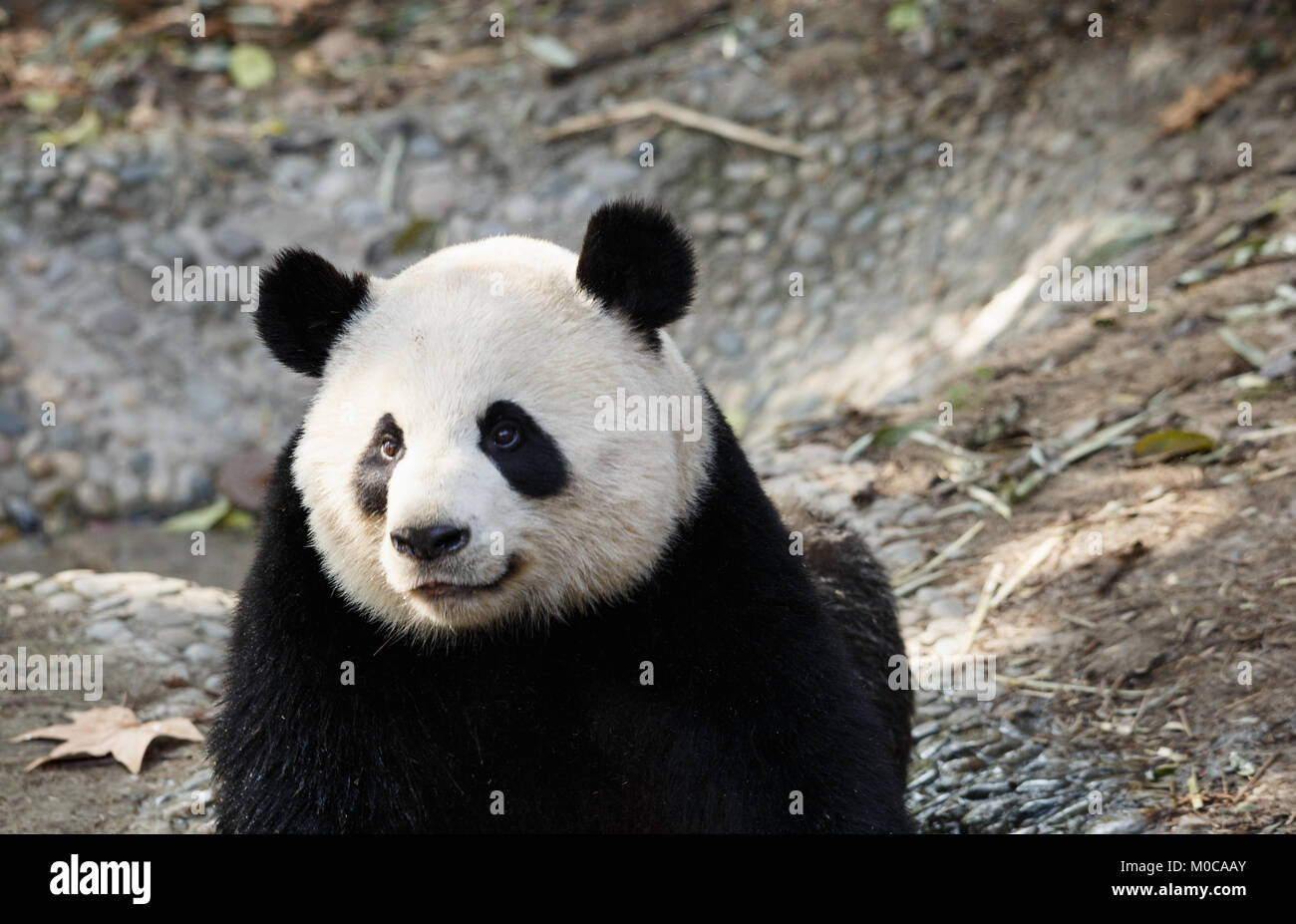 A close up of the head of a lovely panda Stock Photo - Alamy