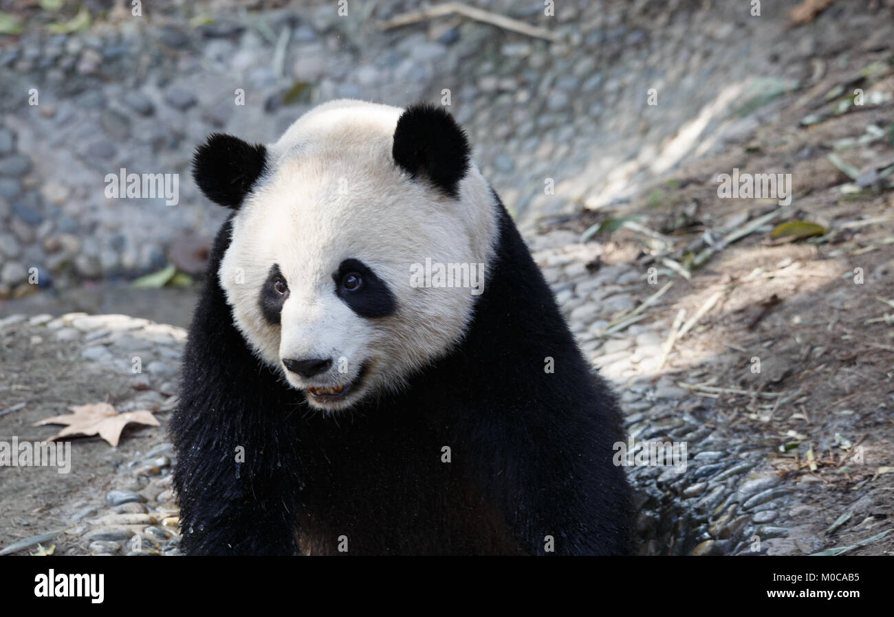 A close up of the head of a lovely panda Stock Photo - Alamy
