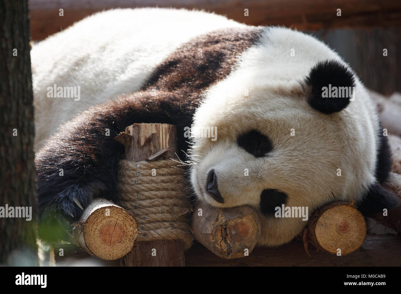 Baby Pandas In Crib