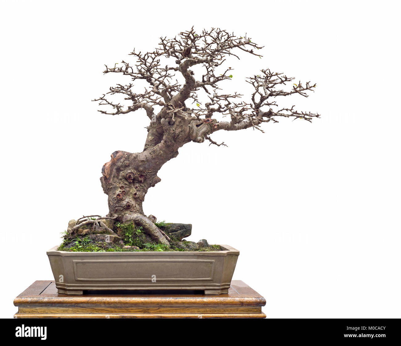 chinese old bonsai Stock Photo - Alamy