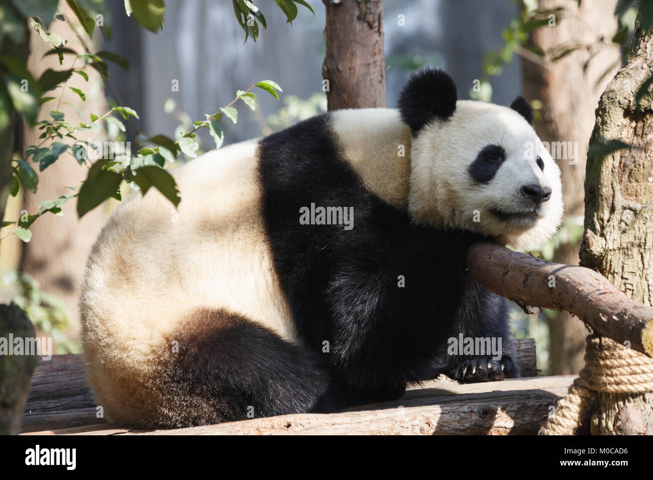 A giant panda is sleeping in the sun Stock Photo - Alamy